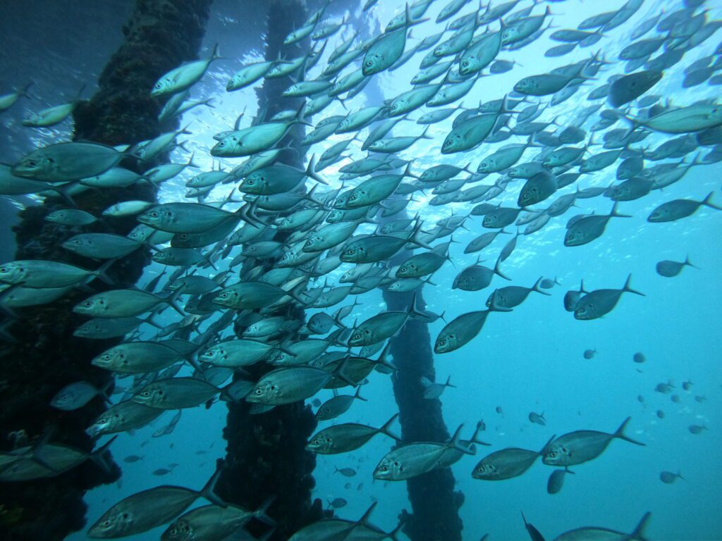 Fishing Information - Busselton Jetty